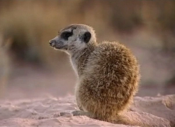 Ayrcon Rockkats | Meerkats Fanon Wiki | Fandom