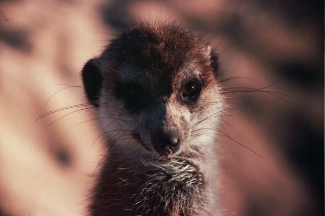 The stormy manor | Meerkats Fanon Wiki | Fandom