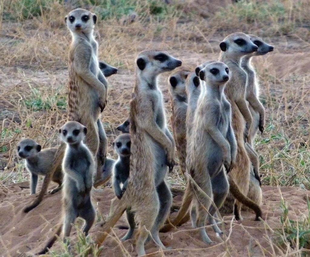 Nile Mob | Meerkats Fanon Wiki | Fandom