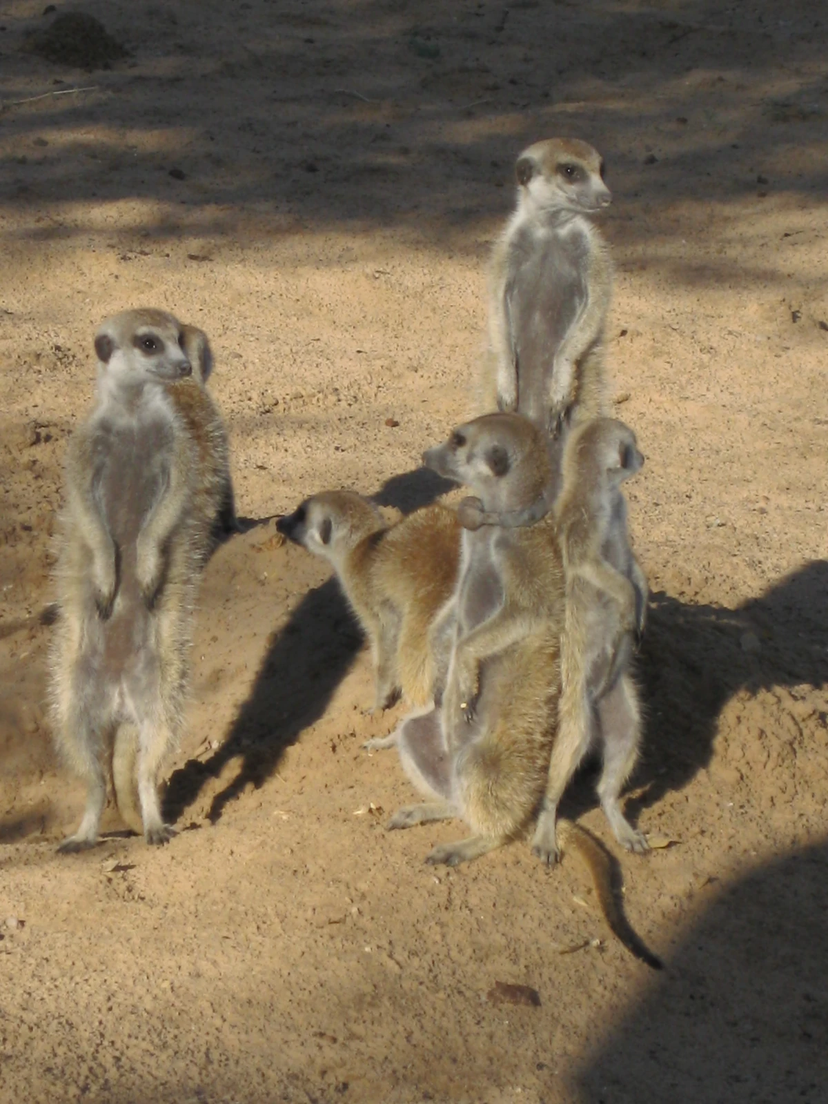 JaXX Mob | Meerkats Fanon Wiki | Fandom
