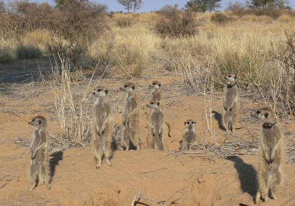 Aquarian Mob | Meerkats Fanon Wiki | Fandom