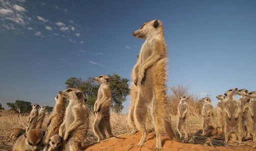 Kool Kats Mob | Meerkats Fanon Wiki | Fandom