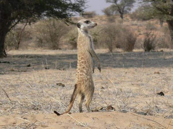 Mutants Mob | Meerkats Fanon Wiki | Fandom