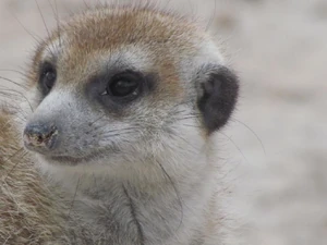 Pikmin Mob | Meerkats Fanon Wiki | Fandom