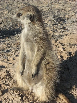 Rachel Gators | Meerkats Fanon Wiki | Fandom