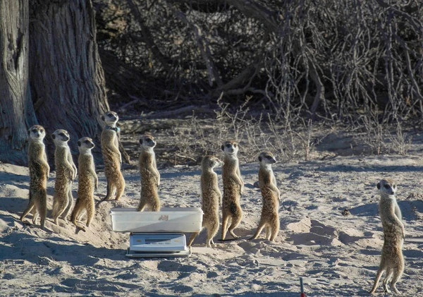 Mayans Mob | Meerkats Fanon Wiki | Fandom