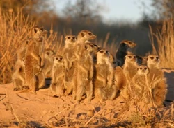 Venom Mob | Meerkats Fanon Wiki | Fandom