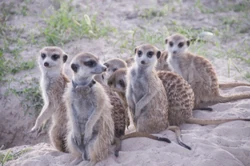 Thunderians Mob | Meerkats Fanon Wiki | Fandom
