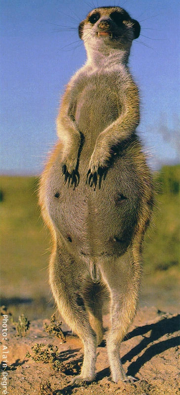 Lady Kool Kats | Meerkats Fanon Wiki | Fandom