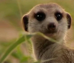 Johnny Johnny 13 | Meerkats Fanon Wiki | Fandom