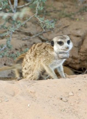 Kool Kats Mob | Meerkats Fanon Wiki | Fandom