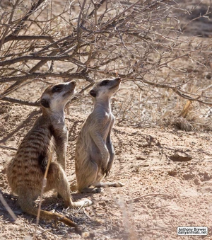JaXX Mob | Meerkats Fanon Wiki | Fandom