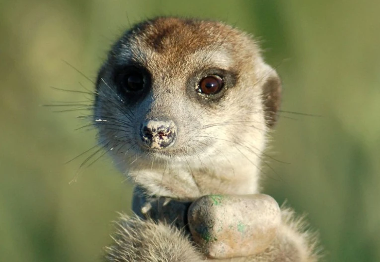 Elico Vexos | Meerkats Fanon Wiki | Fandom