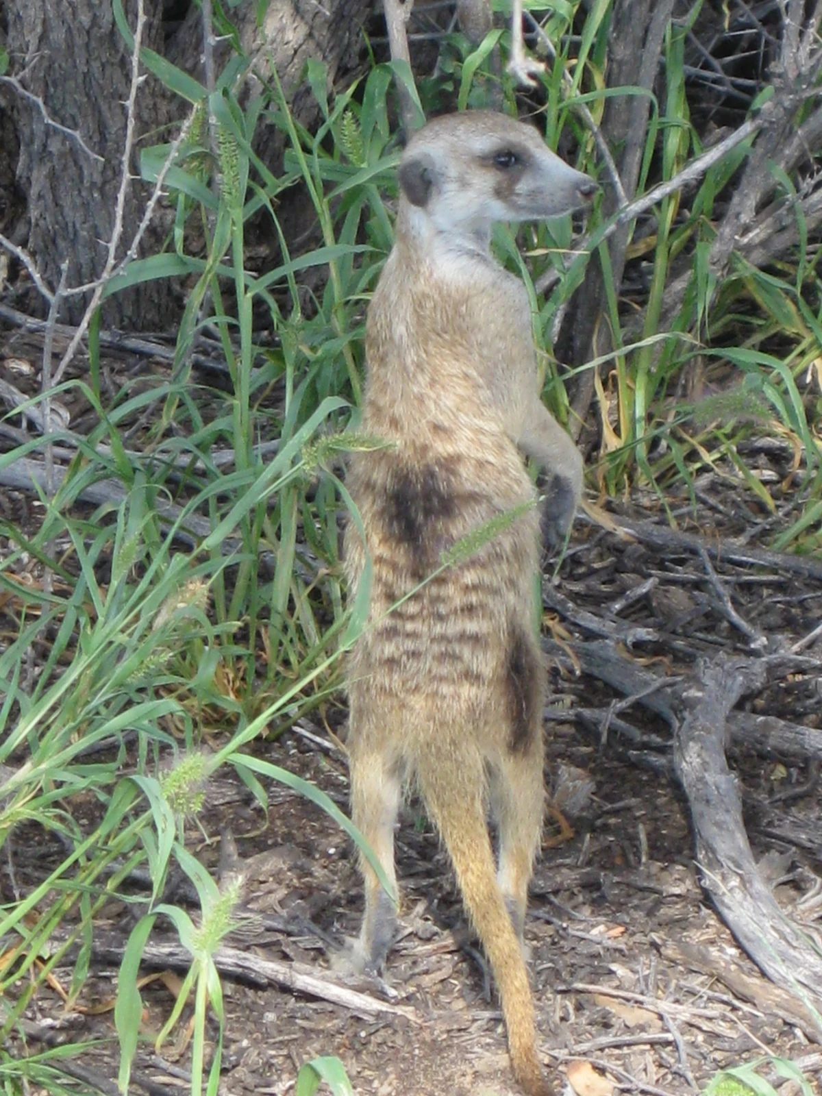 Gumbys Pyhtons | Meerkats Fanon Wiki | Fandom