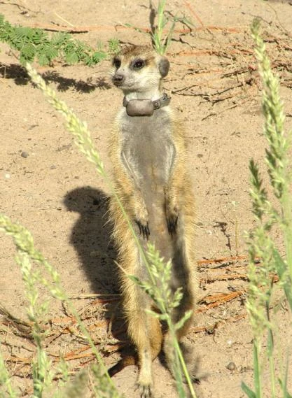 Spots Kool Kats | Meerkats Fanon Wiki | Fandom