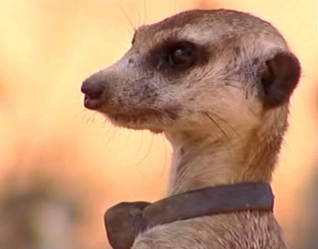 Luna Midnight | Meerkats Fanon Wiki | Fandom