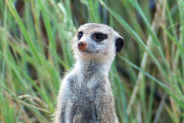 Skawo Umbra | Meerkats Fanon Wiki | Fandom