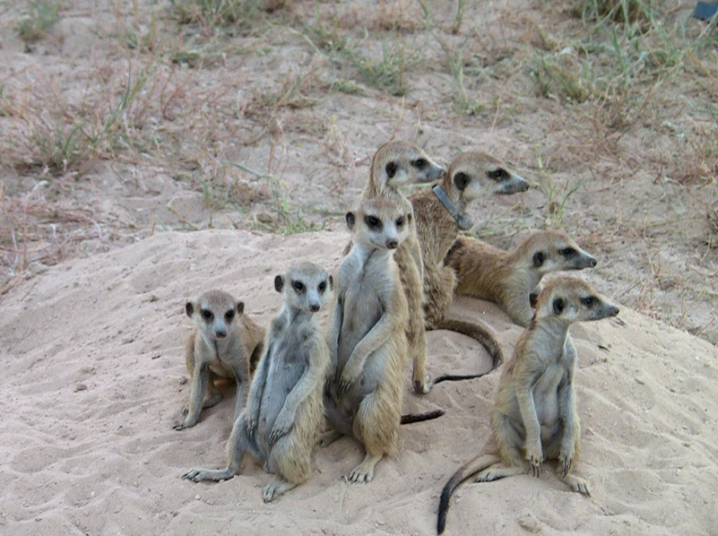 Minions Mob | Meerkats Fanon Wiki | Fandom