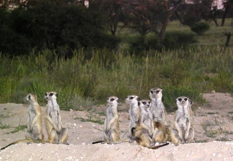 Johnny 13 Mob | Meerkats Fanon Wiki | Fandom