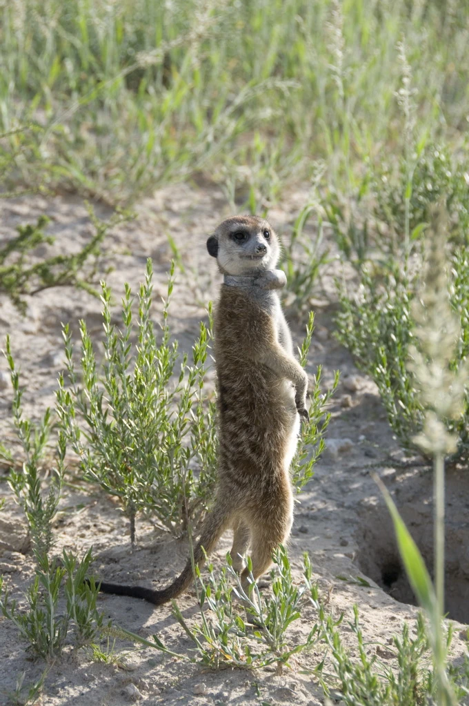 Mira Vexos | Meerkats Fanon Wiki | Fandom