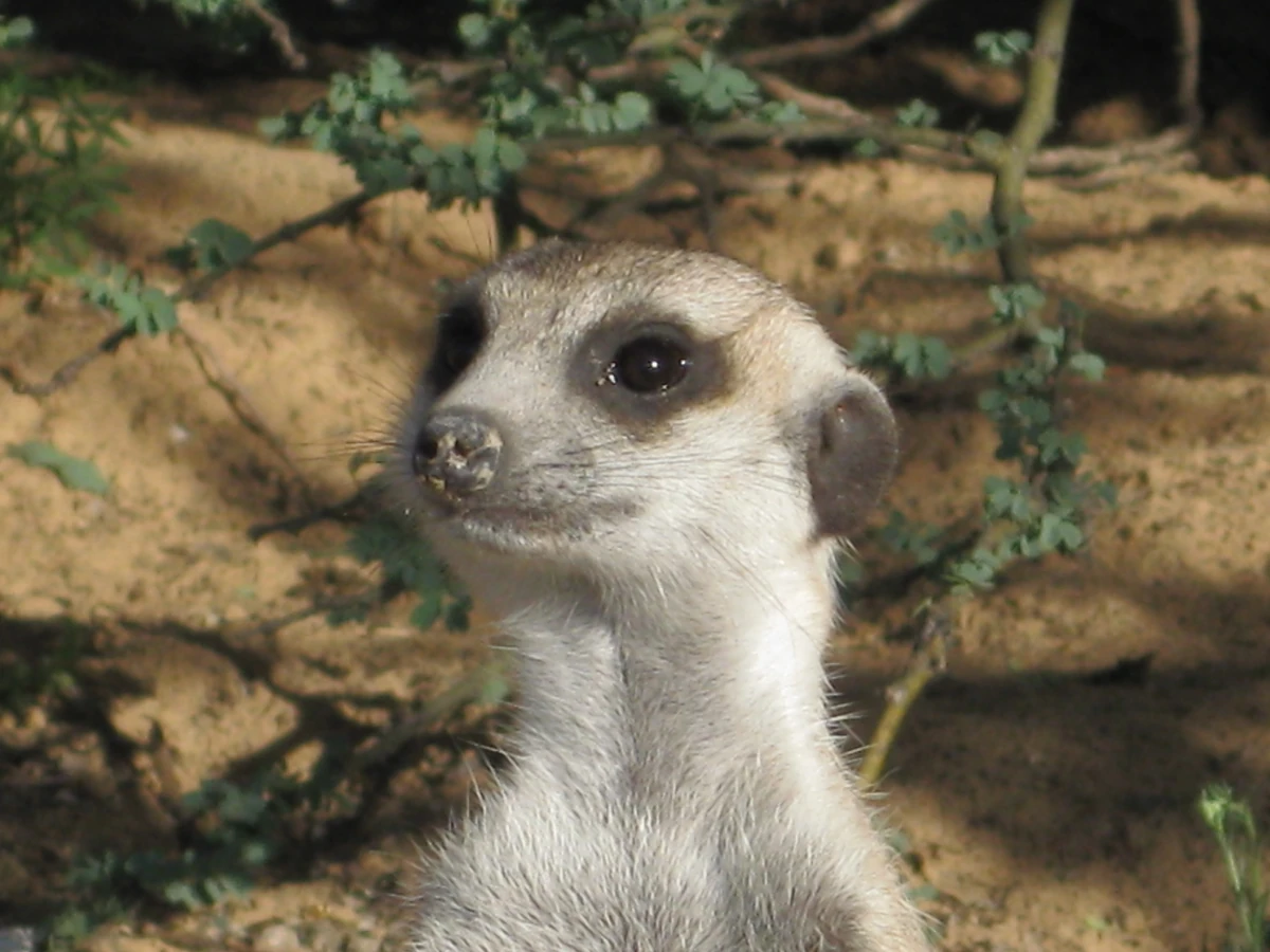 Lync Vexos | Meerkats Fanon Wiki | Fandom
