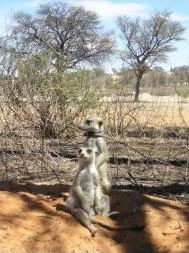 Morgause Avatar | Meerkats Fanon Wiki | Fandom