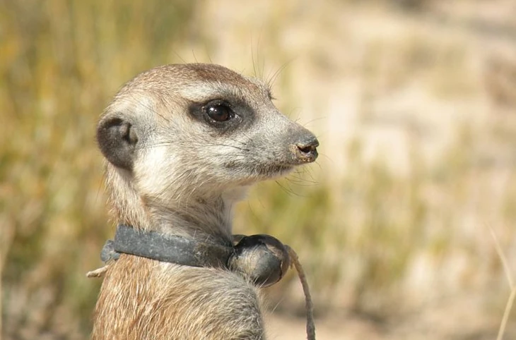 Melissa Looney Toons | Meerkats Fanon Wiki | Fandom