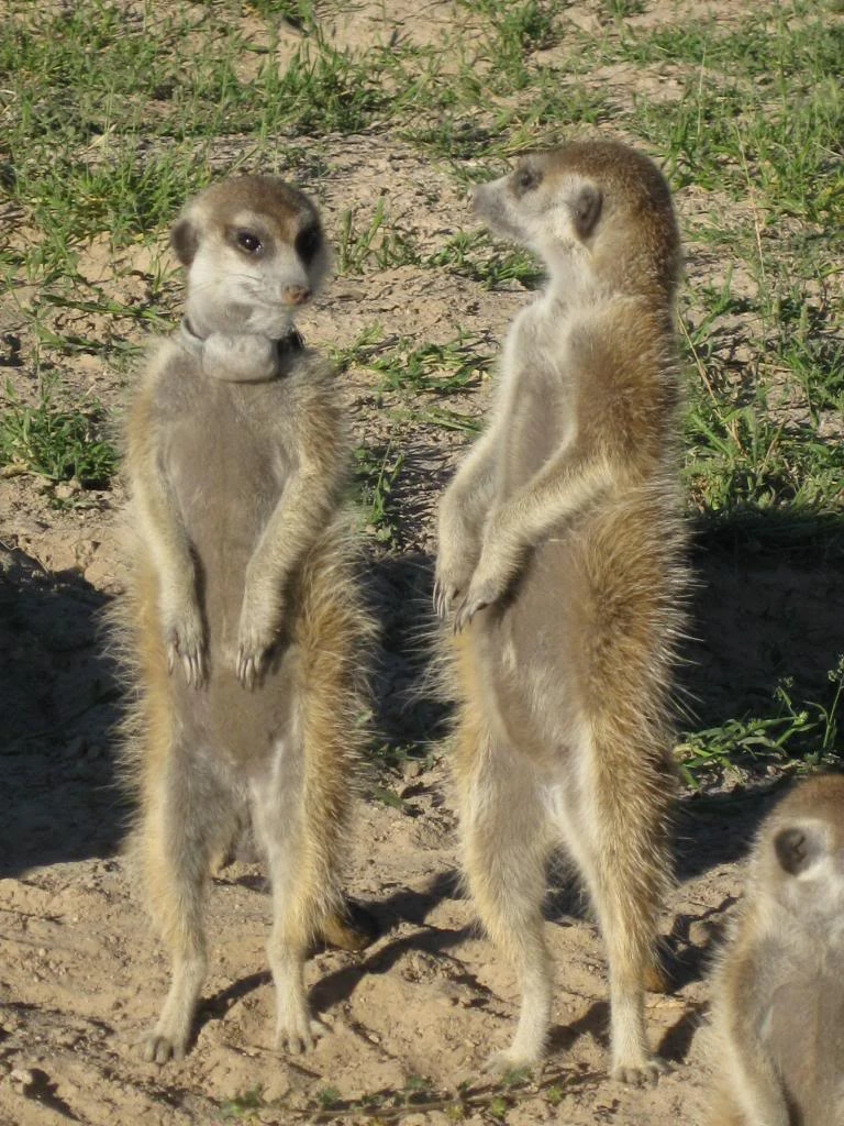 Rookie Mob | Meerkats Fanon Wiki | Fandom