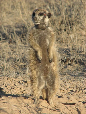 Pikmin Mob | Meerkats Fanon Wiki | Fandom