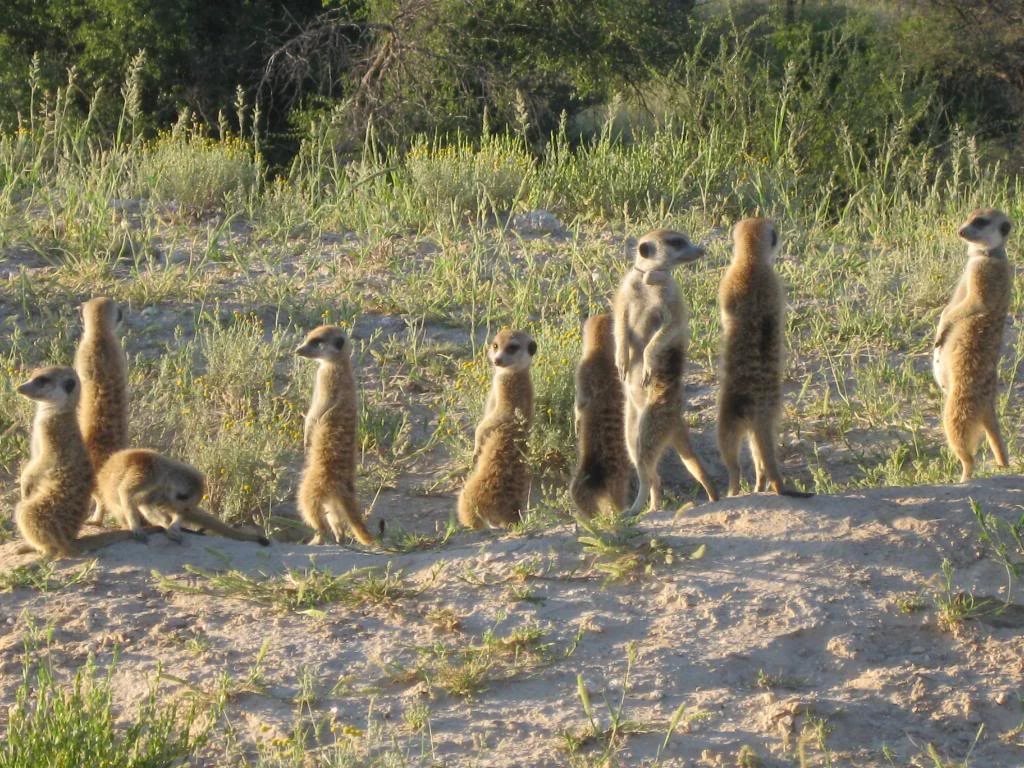 Sagittarius Mob | Meerkats Fanon Wiki | Fandom