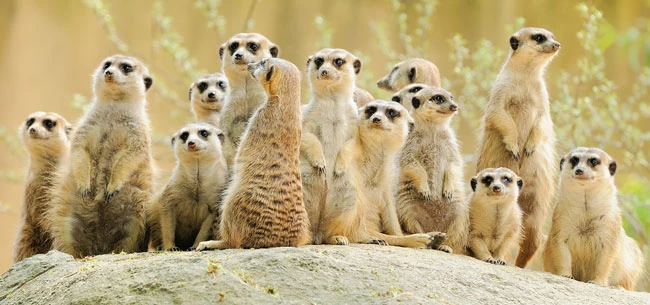 Prehistoric Mob | Meerkats Fanon Wiki | Fandom