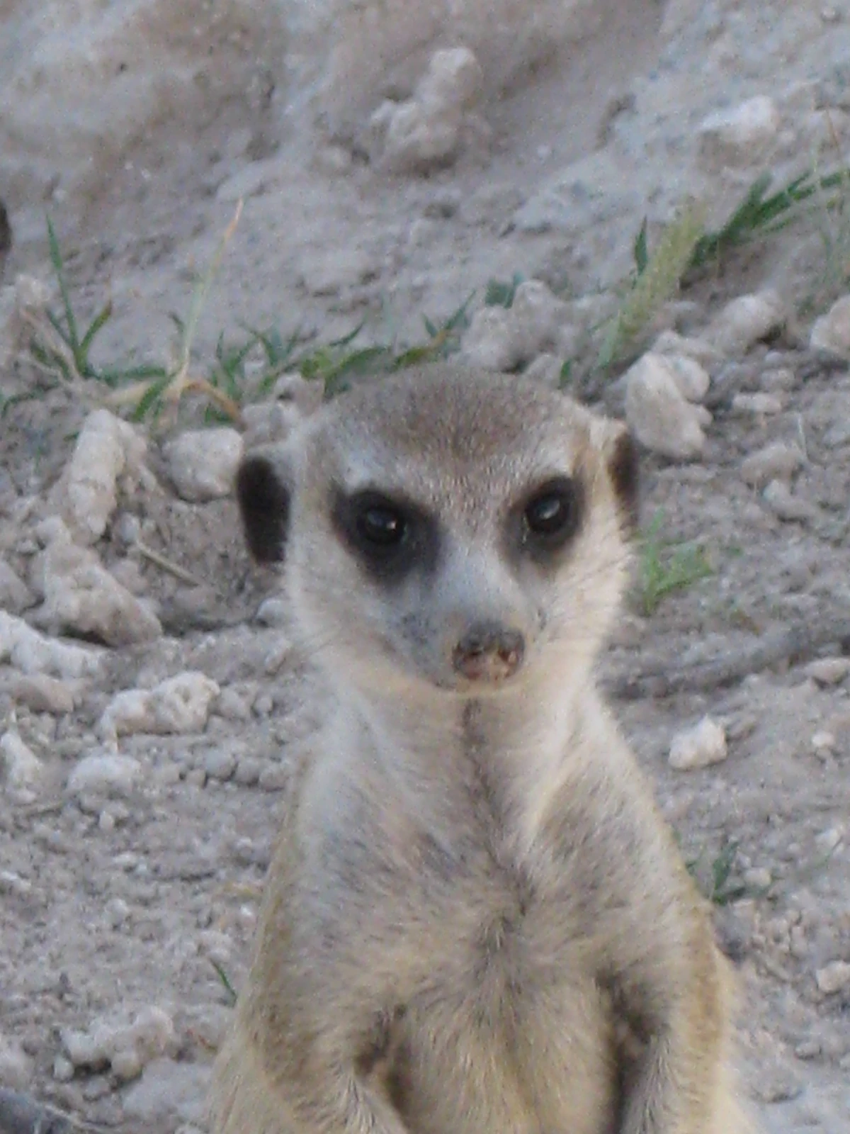 Kenny Johnny 13 | Meerkats Fanon Wiki | Fandom