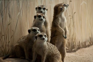 Dogs Mob | Meerkats Fanon Wiki | Fandom