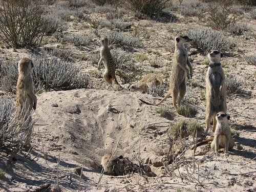 Drie Doring Mob | Meerkats Fanon Wiki | Fandom