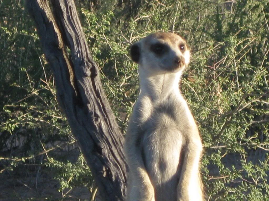 Double Stack Kool Kats | Meerkats Fanon Wiki | Fandom