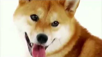 Doge | MLG Parody Wikia | Fandom