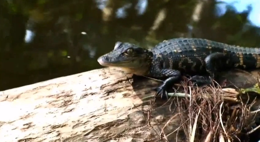 Gummy | My Little Pony: La Magia de la Amistad Wiki | Fandom