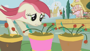 Rose | My Little Pony Friendship is Magic Wiki | Fandom