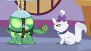 Tank | My Little Pony Friendship is Magic Wiki | Fandom