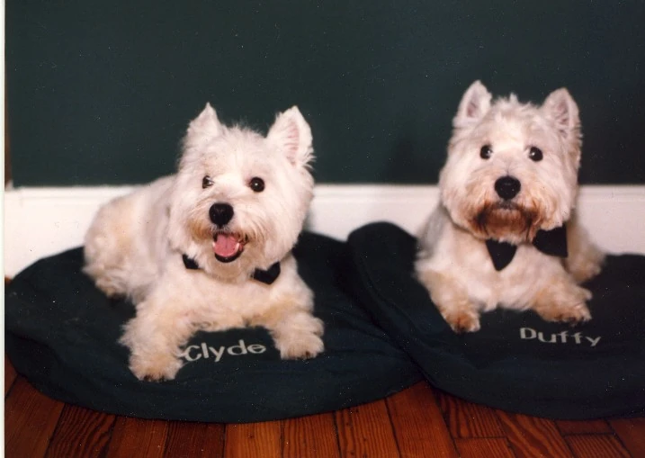 Mr. Schreiber | MLWGS Wiki | Fandom