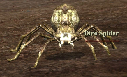 True spiders | MMO Naturalist Wiki | Fandom