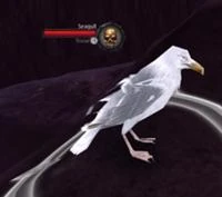 Grey-winged gull | MMO Naturalist Wiki | Fandom