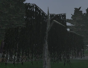 Willow | MMO Naturalist Wiki | Fandom