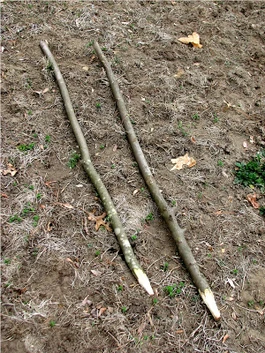 Sharpened Stick | Massive Multiplayer Online Dream World Wiki | Fandom