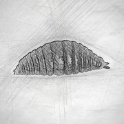 Approved Creatures List | Mischief Managed Wiki | Fandom