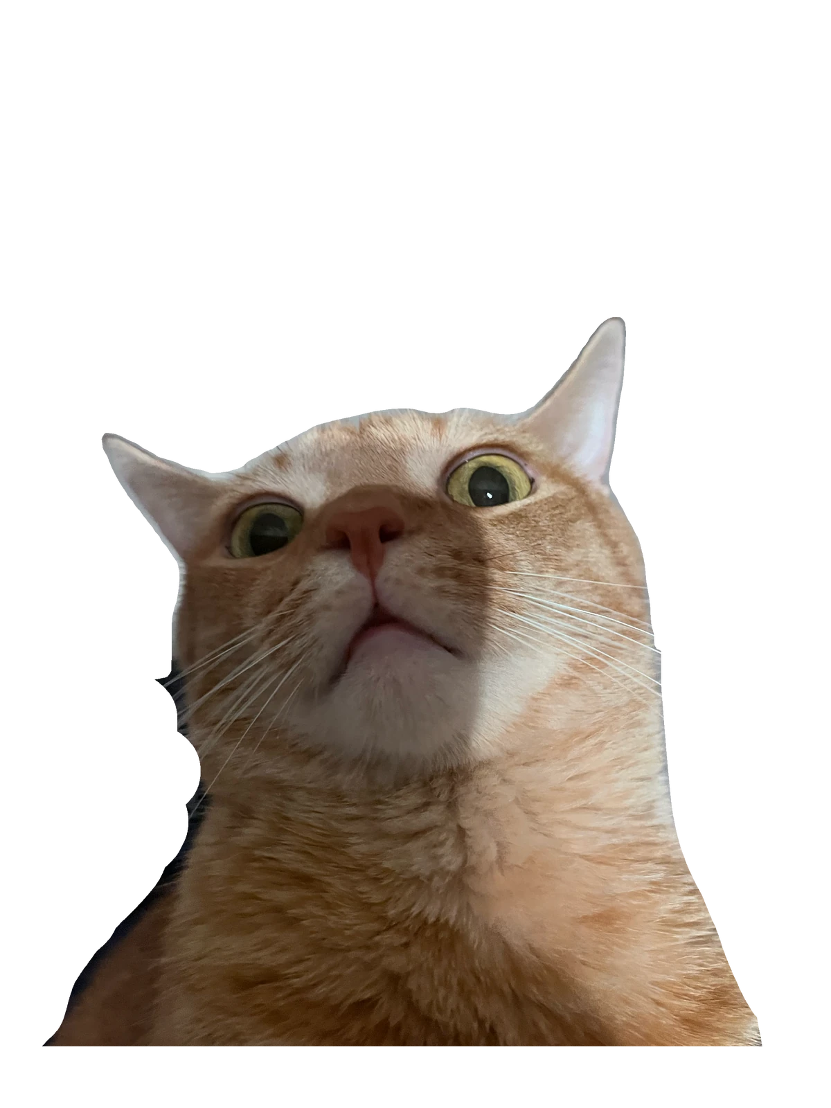 pickle | Moai's Nextbots Wiki | Fandom