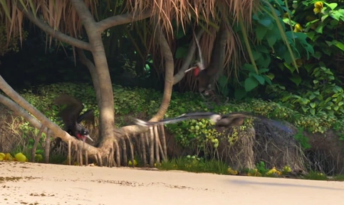 Frigatebirds | Moana Wikia | Fandom