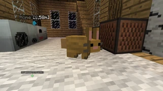 Bunny - Official Mo' Creatures Wiki