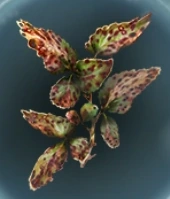 Every Plant Ever | Model Hogwarts Wiki | Fandom