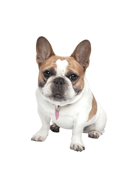 Talking Stella the Dog/Gallery | Modern Family Wiki | Fandom